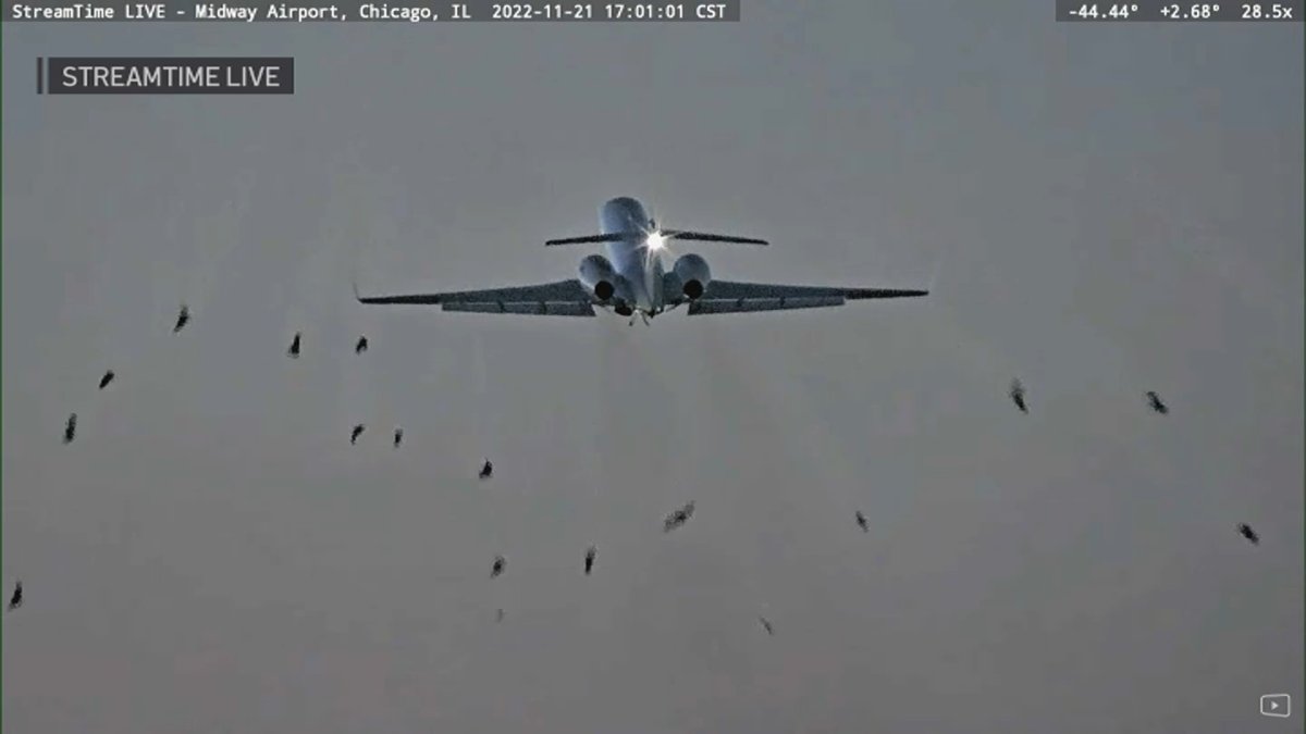 National Guard Chief’s Plane Strikes Birds, Lands at Chicago’s Midway ...