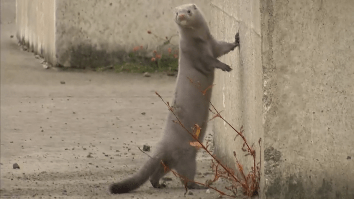 Watch: Thousands of Minks on the Loose in Ohio – NBC Chicago