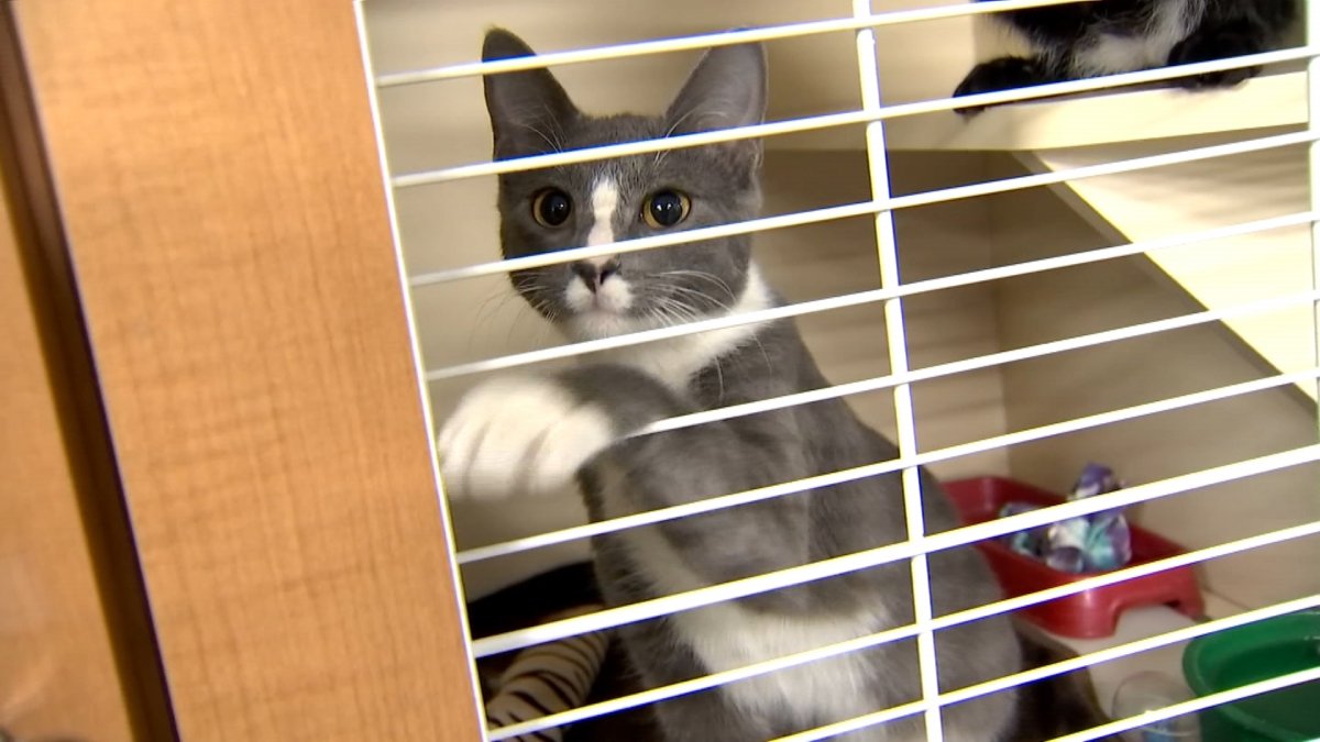 Too Many Animals, Not Enough Donations at Suburban Shelter Lead to ...