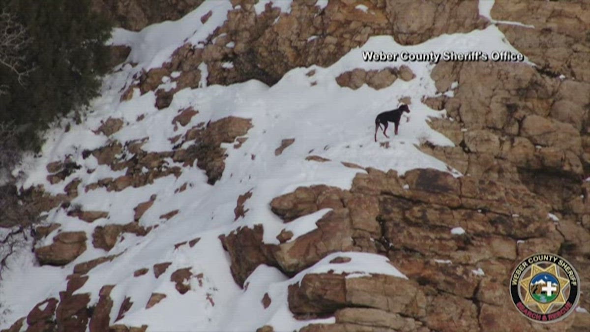 Dog Coaxed From Above Frozen Waterfall in Christmas Day Rescue – NBC ...