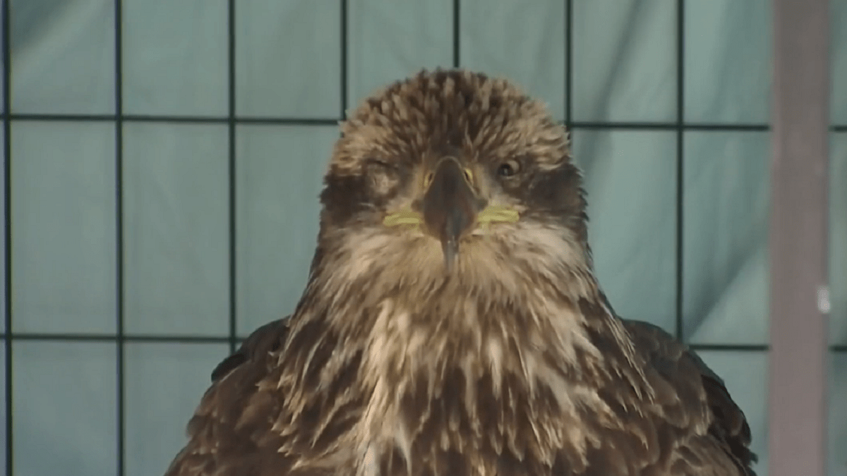 Bald Eagle Dies Days After Being Rescued From Waukegan Harbor – NBC Chicago