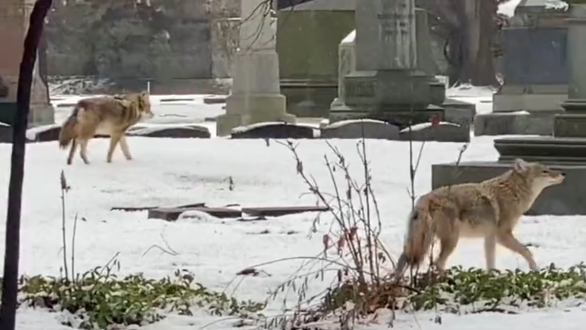 Coyotes Spotted Enjoying Snow in Chicago at Graceland Cemetery – NBC ...