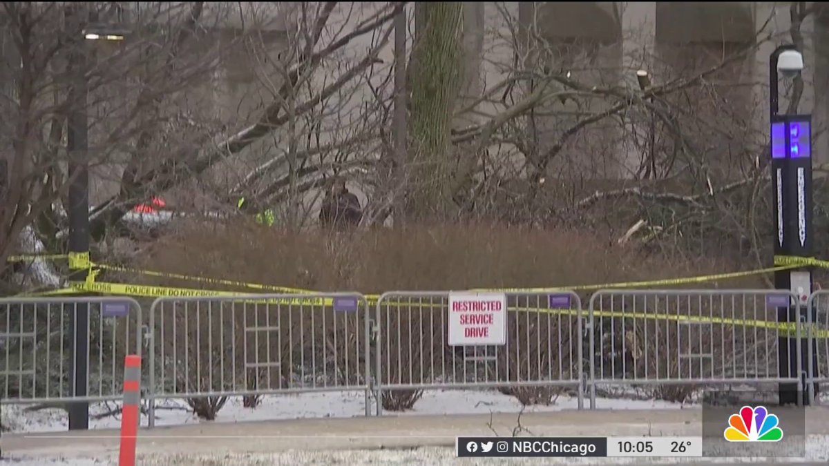 ‘Could Have Been Anyone:’ Officials Look Into What Caused Tree to Fall ...