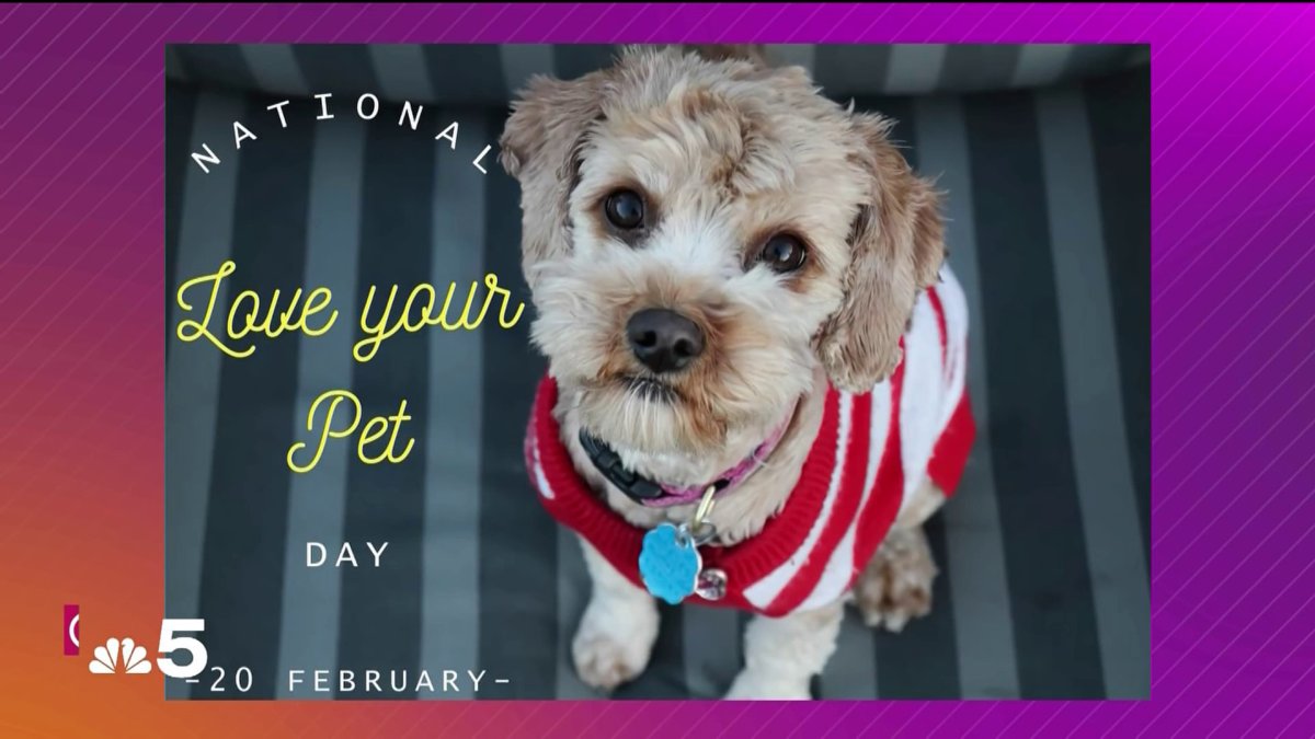 Find Special Treats For Your Furry Friends at Le Barkery – NBC Chicago