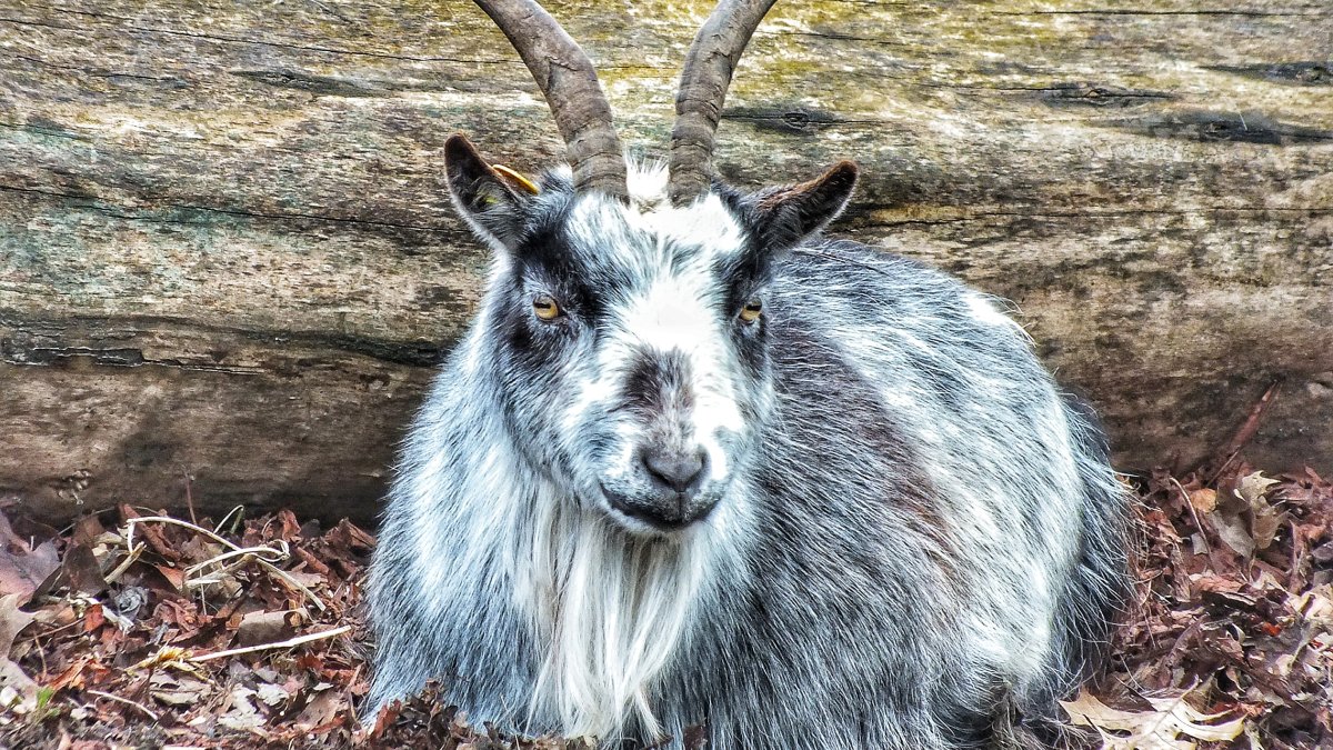 Chilpancingo Zoo Director Accused of Killing, Cooking the Zoo’s Goats ...