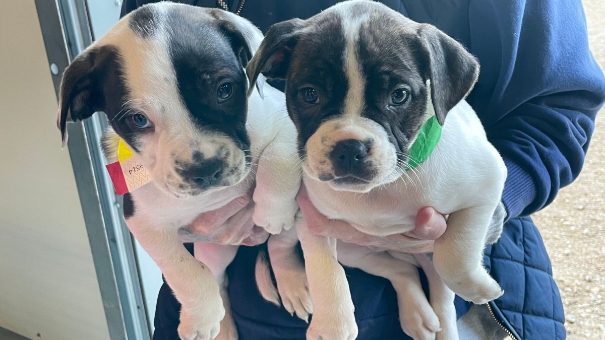 33 Dogs, Puppies Set to Arrive at PAWS Chicago After Tornado Rips Roof ...