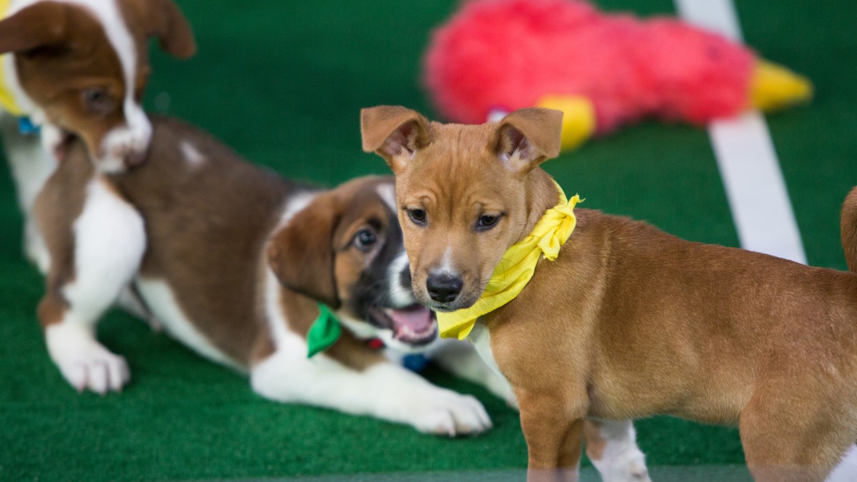 2024 Puppy Bowl includes 3 Chicago puppys from local rescues – NBC Chicago