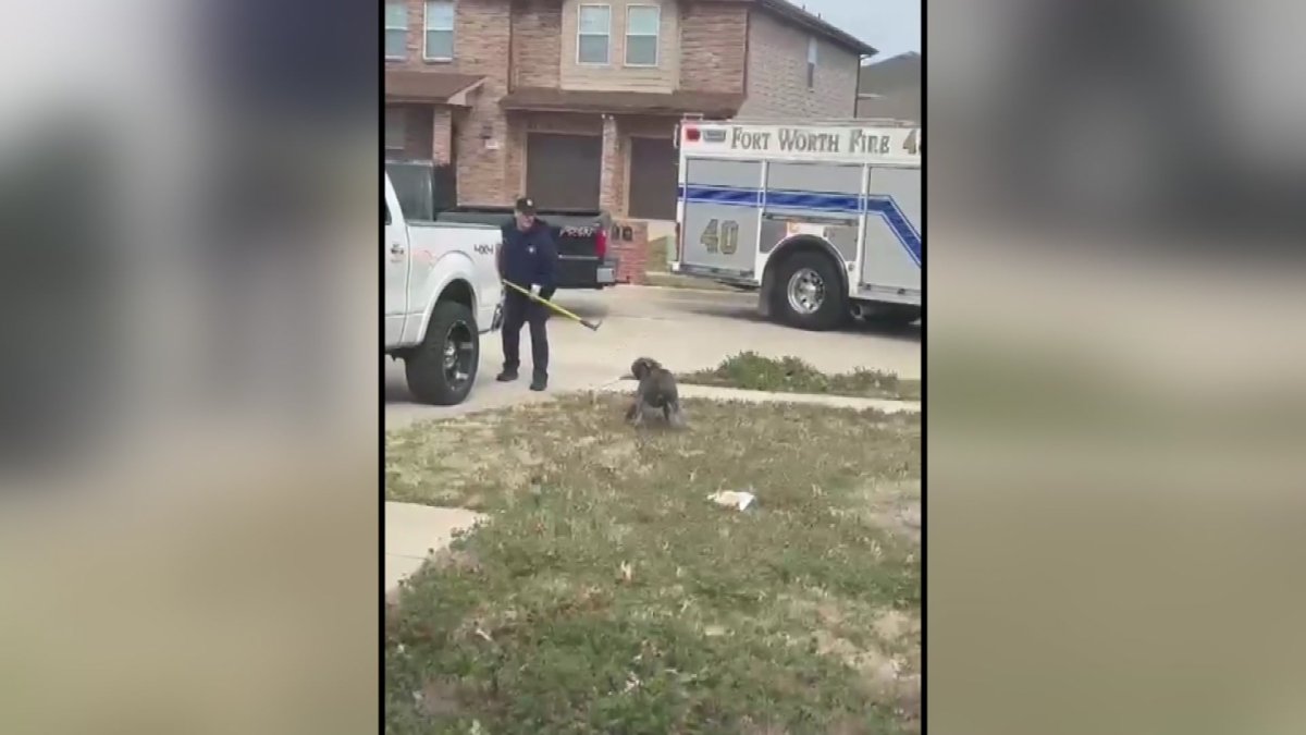 North Texas Man Recovering From Pit Bull Attack – NBC Chicago