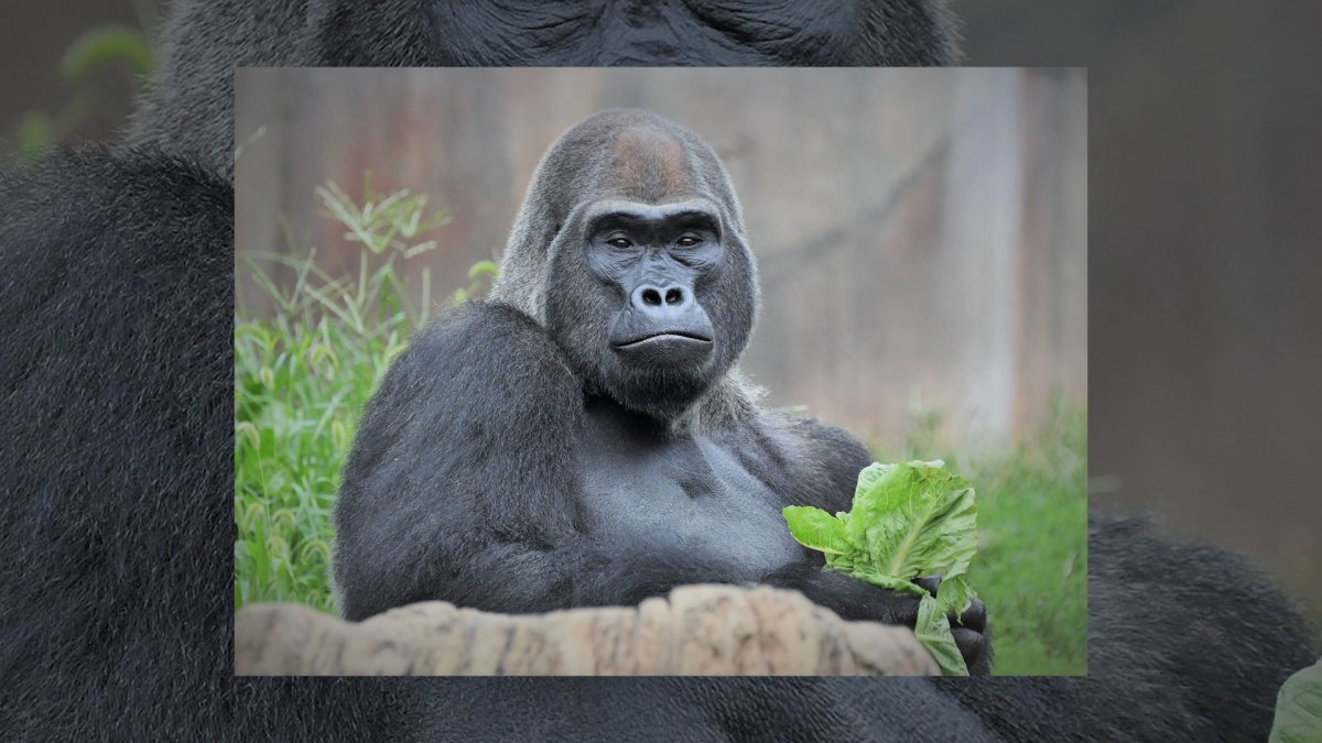 Meet Jontu, Brookfield Zoo’s New Extremely Photogenic Gorilla – NBC Chicago