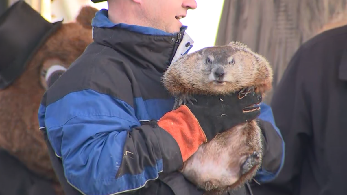 Watch Full: Woodstock Willie Makes Groundhog Day Prediction – NBC Chicago