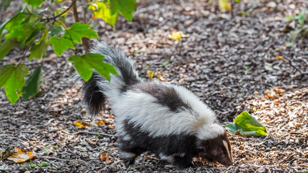 Good Samaritan rescues Virginia skunk with head stuck in cup – NBC Chicago