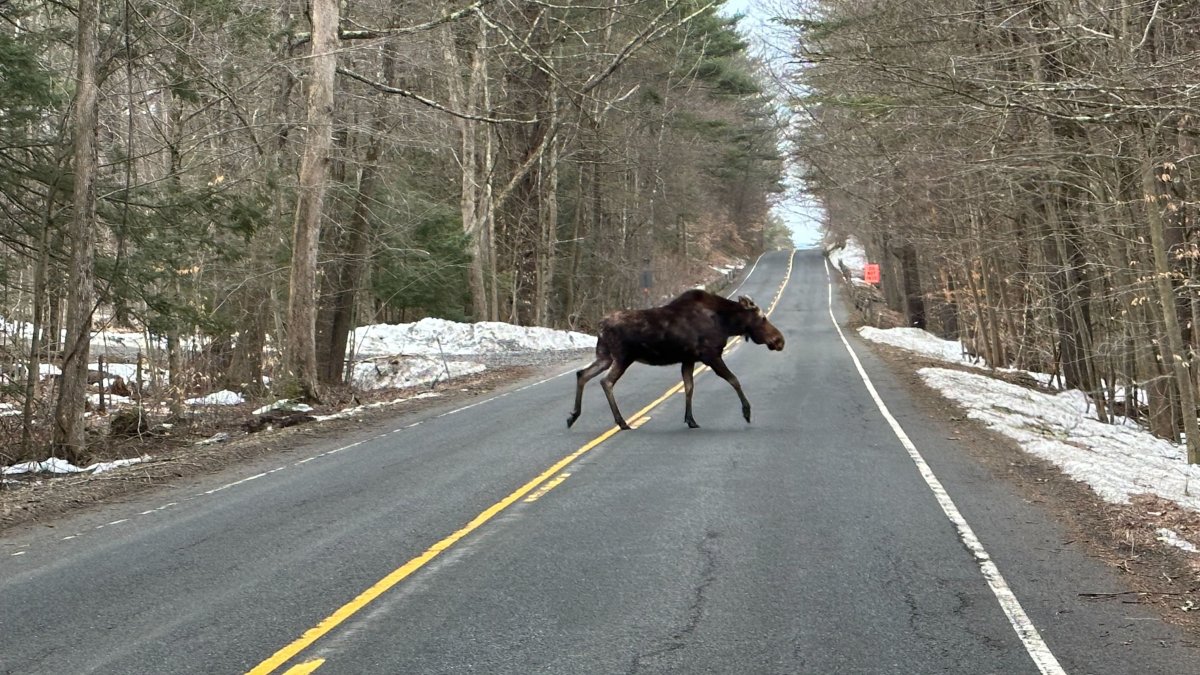 Two Moose Caught on Camera in Connecticut – NBC Chicago