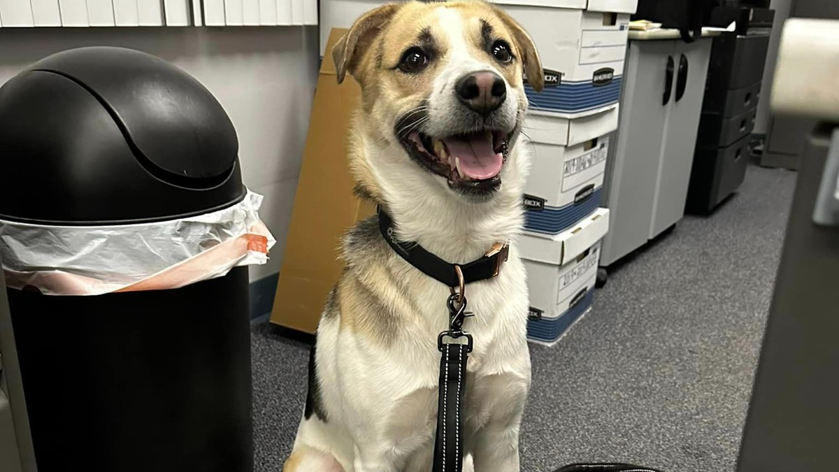 ‘Good Boy’: Mystery Solved After Dog Left at Monee Burger King With ... ‘Good Boy’: Mystery Solved After Dog Left at Monee Burger King With ...