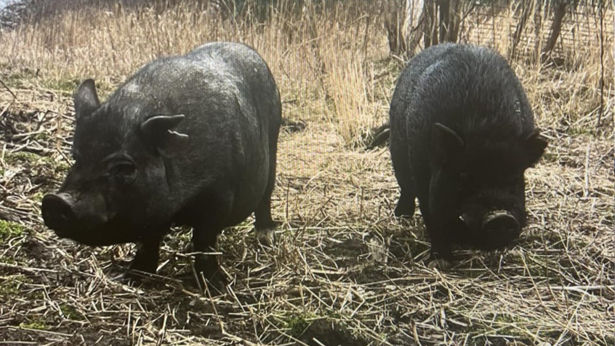 Two Pot-Bellied Pigs on the Loose in Grundy County – NBC Chicago