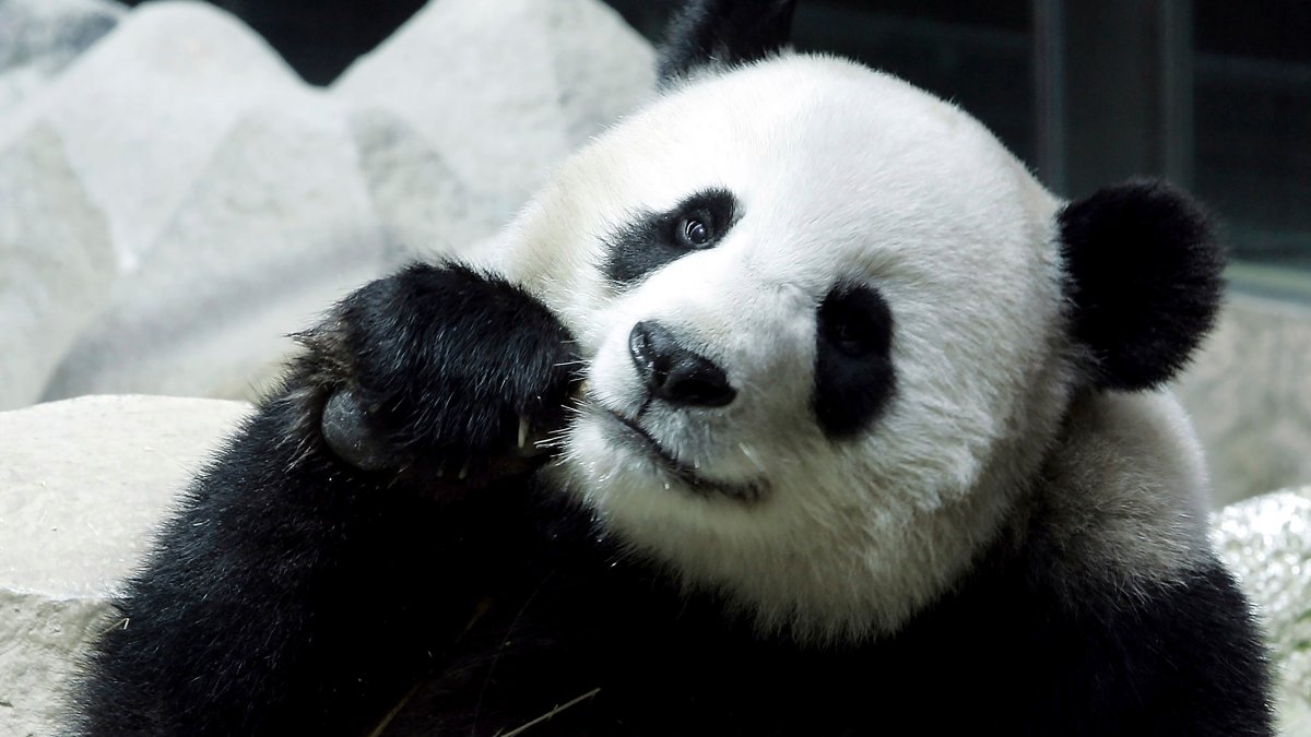 Giant Panda Lin Hui Dies in Thailand – NBC Chicago