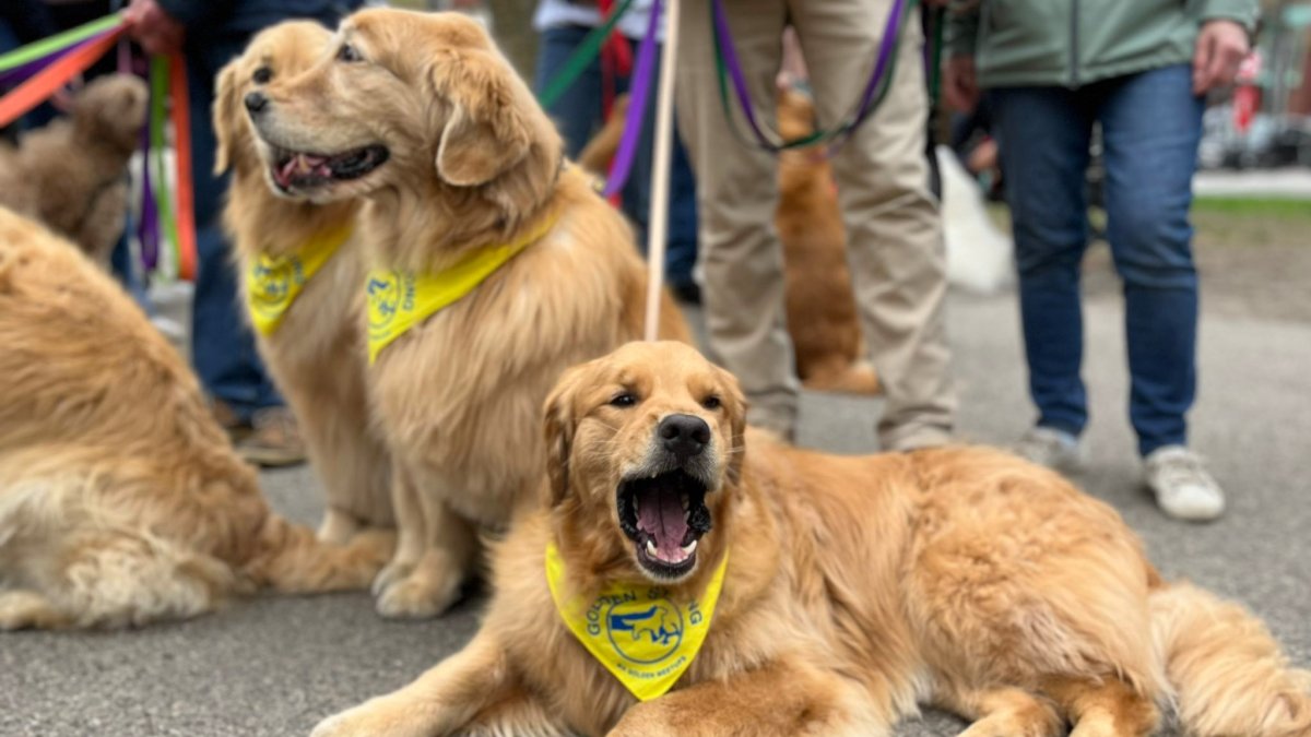 Golden Retrievers Walk A Mile for the Official Boston Marathon Dog ...