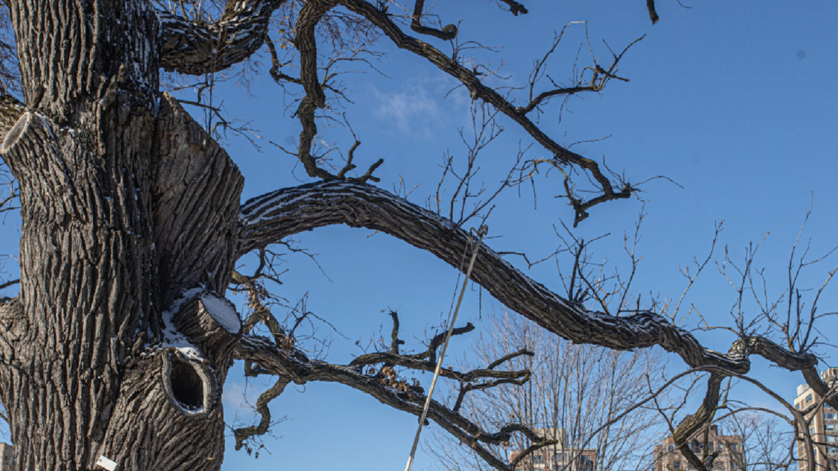 A Tree Older Than Chicago is About to be Cut Down – NBC Chicago