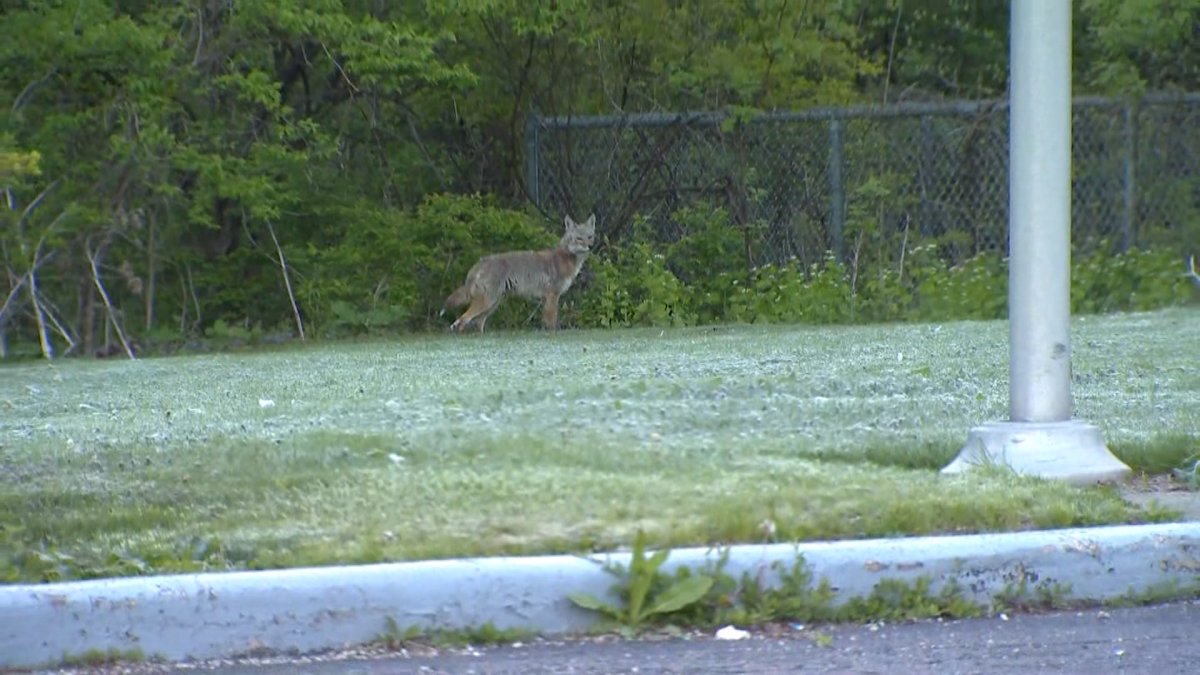 WATCH: Coyote Trots Into NBC 5 Morning News Segment – NBC Chicago
