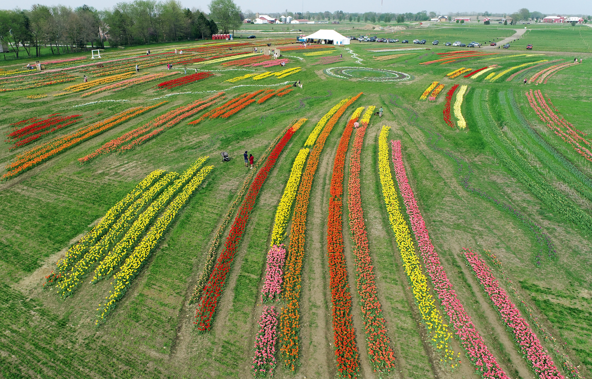 Giant Illinois Tulip Festival Set to Open to the Public Thursday – NBC ...