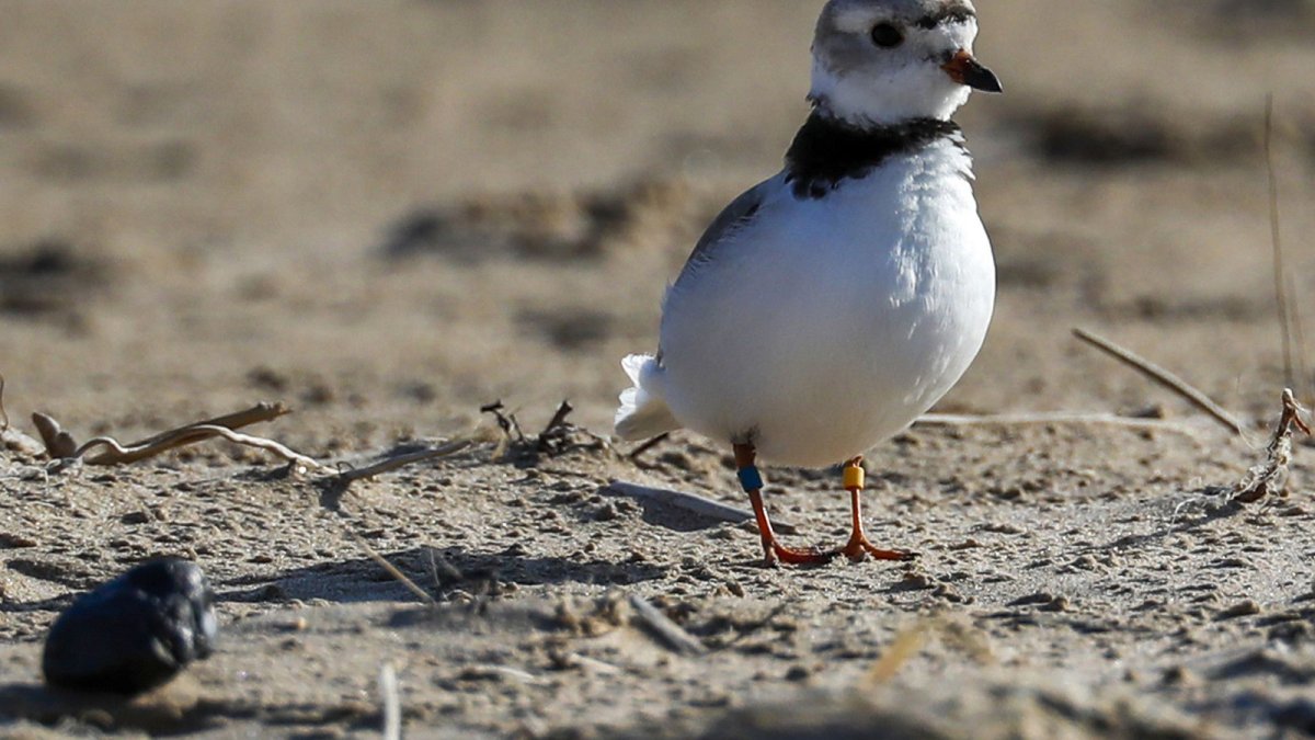 Piping plovers have returned to Montrose Beach, advocacy group says ...