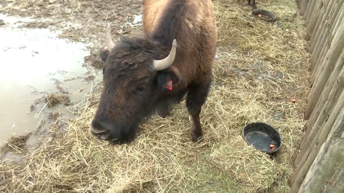 Buffalo Zoo’s Oldest American Bison Has Died at 29 – NBC Chicago