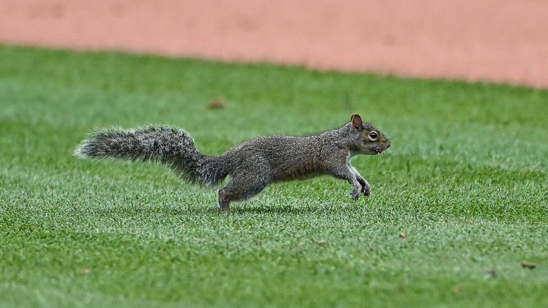 Yankees Fans Go Viral for Incredible Reactions to Squirrel Running ...