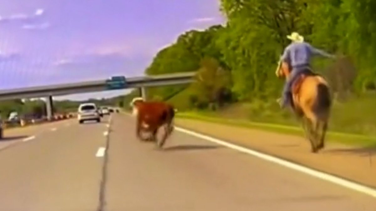 Highway Cow Chase: Video Shows Cow on the Loose on Highway Chased by ...