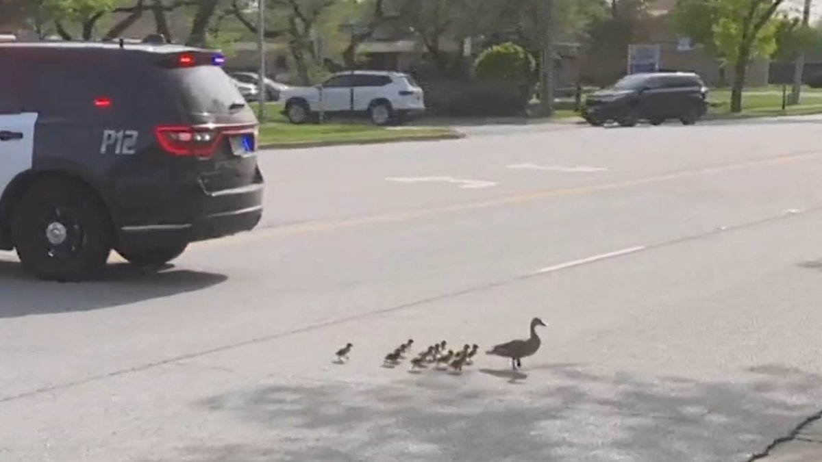 Adorable Video Shows Police Help Mama Duck and Ducklings Cross Busy ...