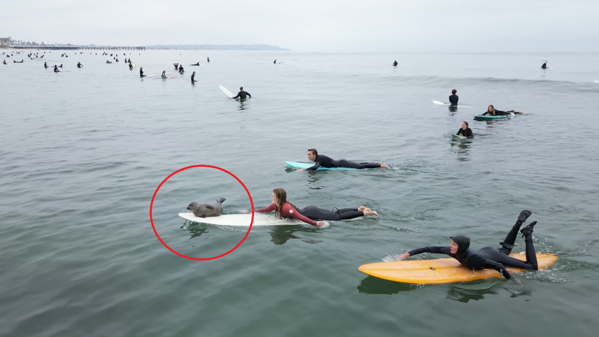 WATCH: Seal pup charms surfers by hanging 10 in the lineup off Pacific ...