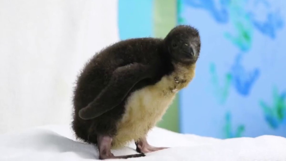 Meet the adorable penguin chick joining the Shedd Aquarium’s Polar Play ...