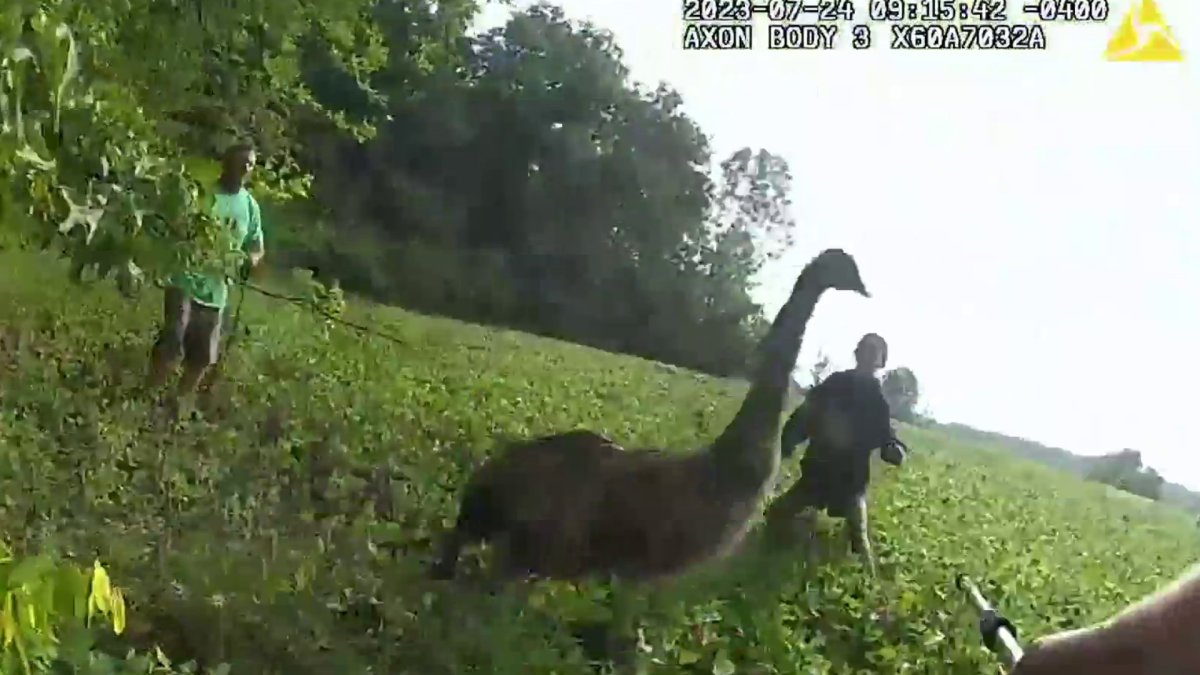 Elusive emu leads Ohio police on a comical chase through a field – NBC ...