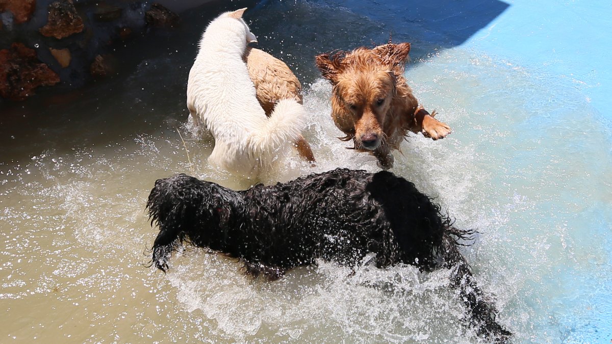 How to keep your pets safe and cool during the summer – NBC Chicago