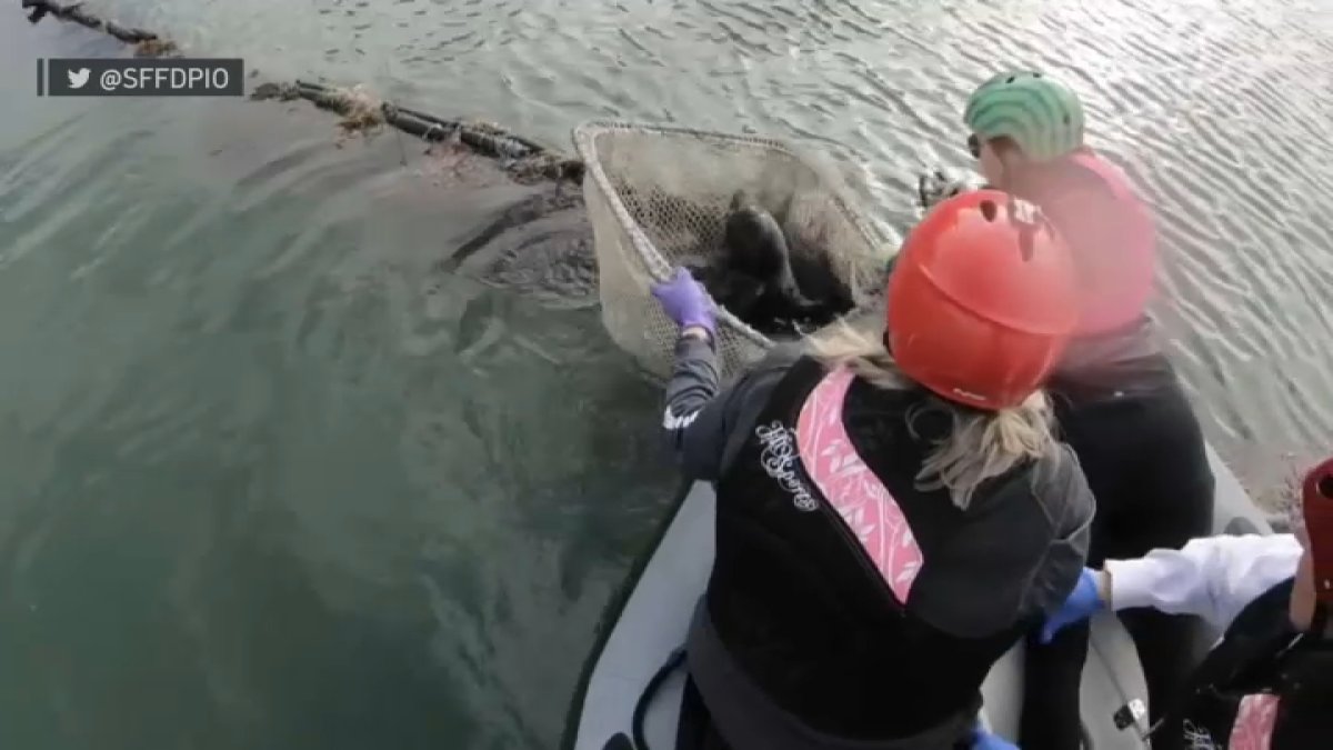 Watch: Seal caught in netting rescued in San Francisco Bay – NBC Chicago