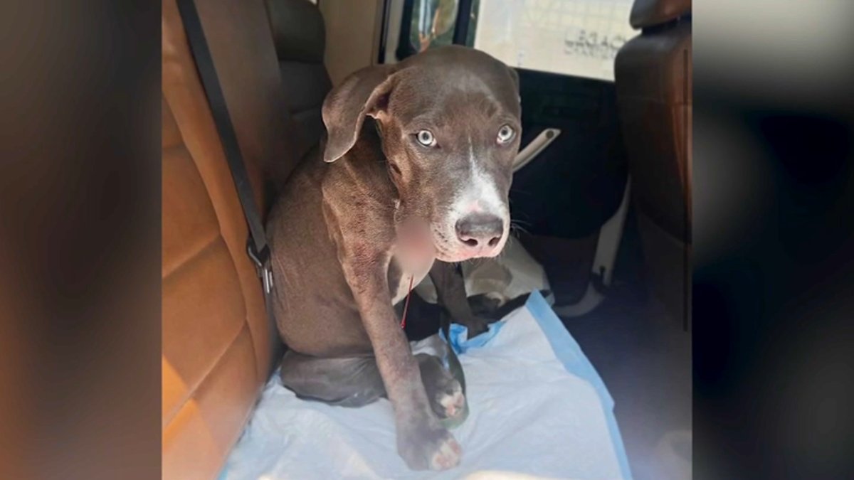 Dog found shot in Chicago this week saved by team of volunteers, heads ...