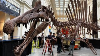 Field Museum holds naming contest for cast of world’s largest predatory ...