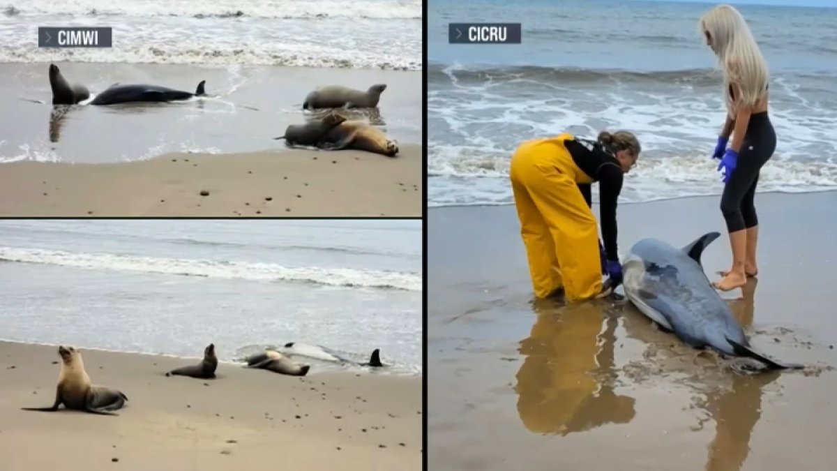 Toxic algae is causing sick sea animals to wash up on California shores ...