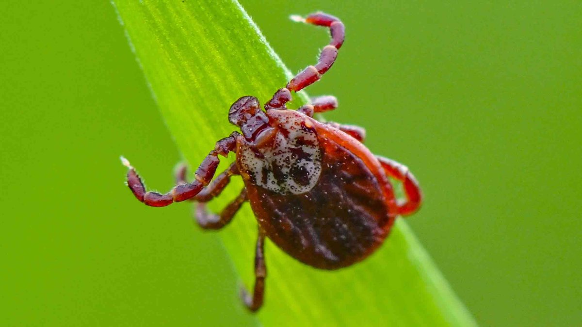 Meat allergy caused by tick spit getting more common, CDC says – NBC ...