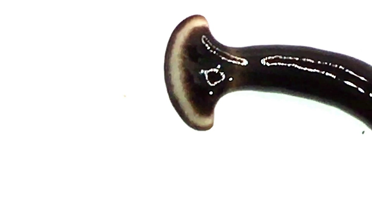 Hammerhead Flatworms: Are these invasive species found in Illinois? – NBC Chicago