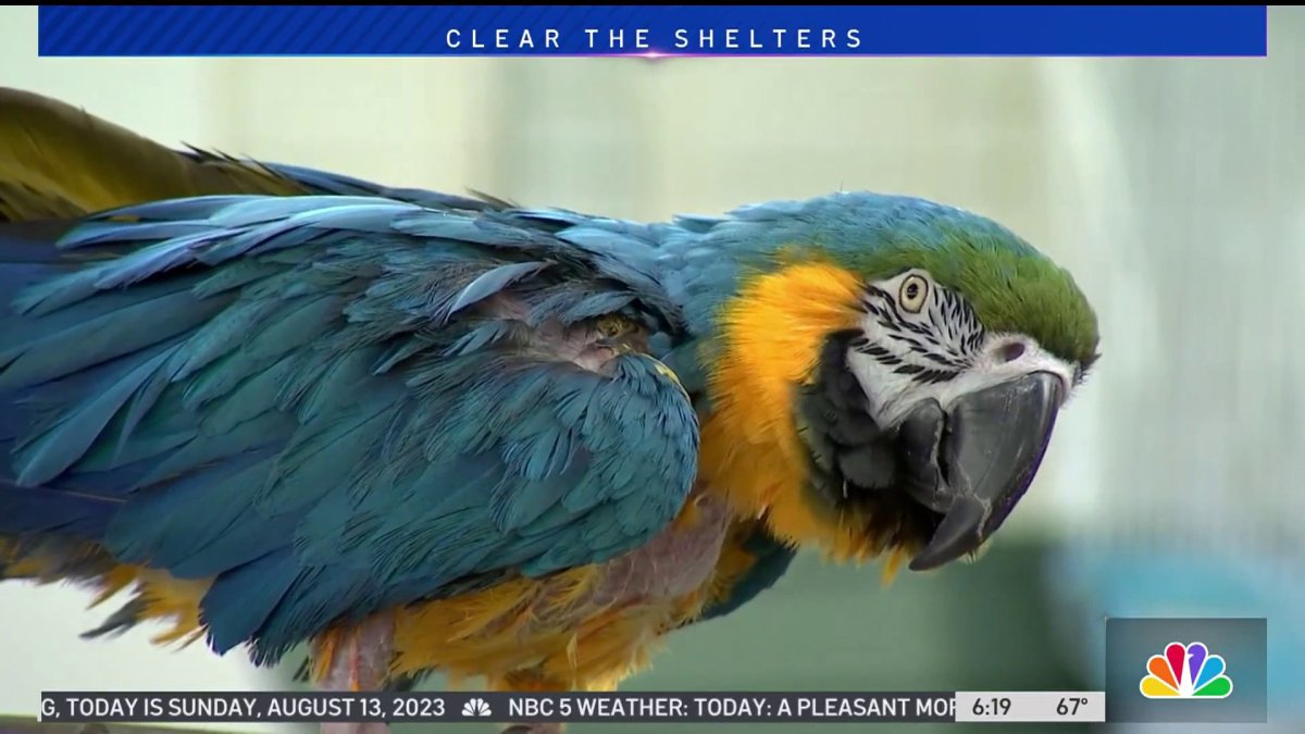 Clear the Shelters: homeless birds need forever homes too! – NBC Chicago