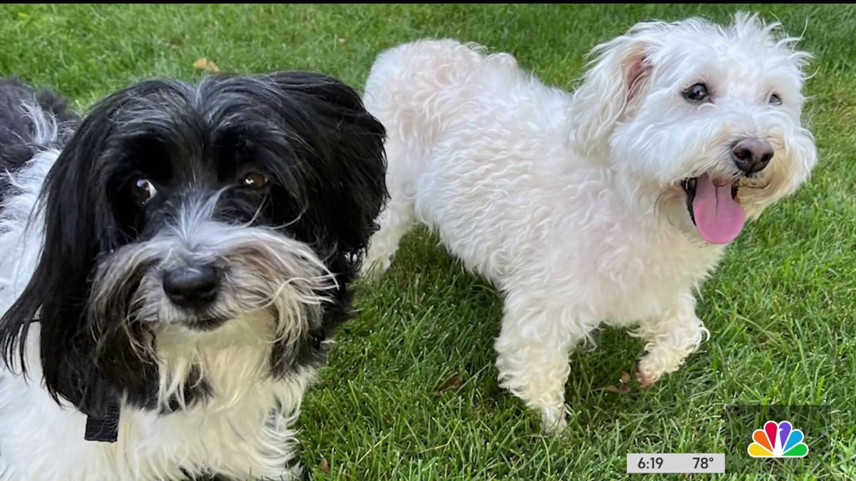 Patrick Fazio’s family adopts dog during Clear The Shelters – NBC Chicago