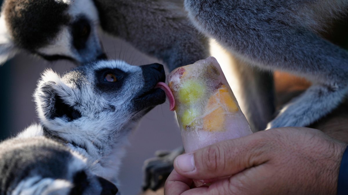 Greek zoo feeds frozen meals to animals to help handle heat – NBC Chicago