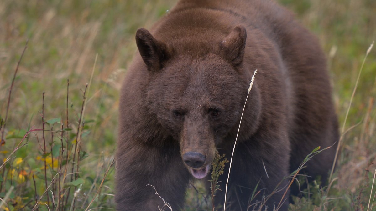 Black bear breaks into Montana home, gets shot and killed by handgun ...