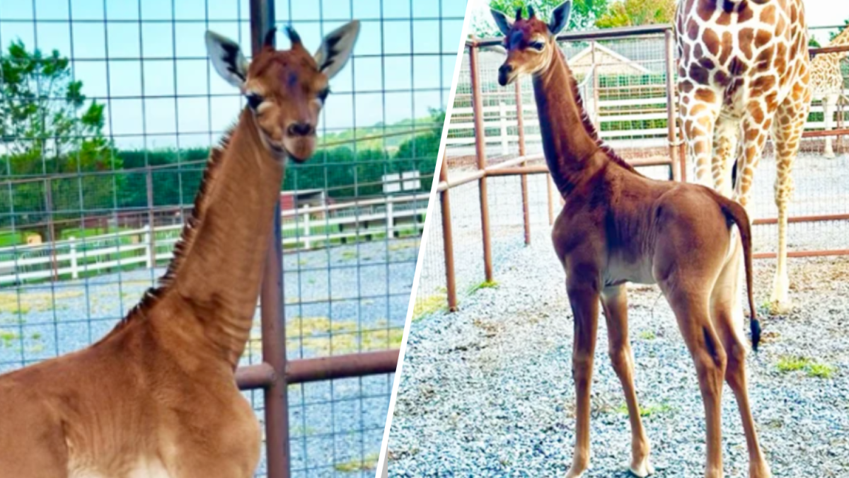 Giraffe with no spots born at Tennessee Zoo – NBC Chicago