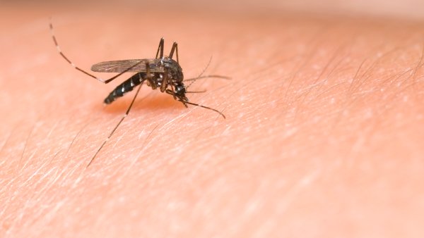 Consumer Reports reveals insect repellent rankings – NBC Chicago