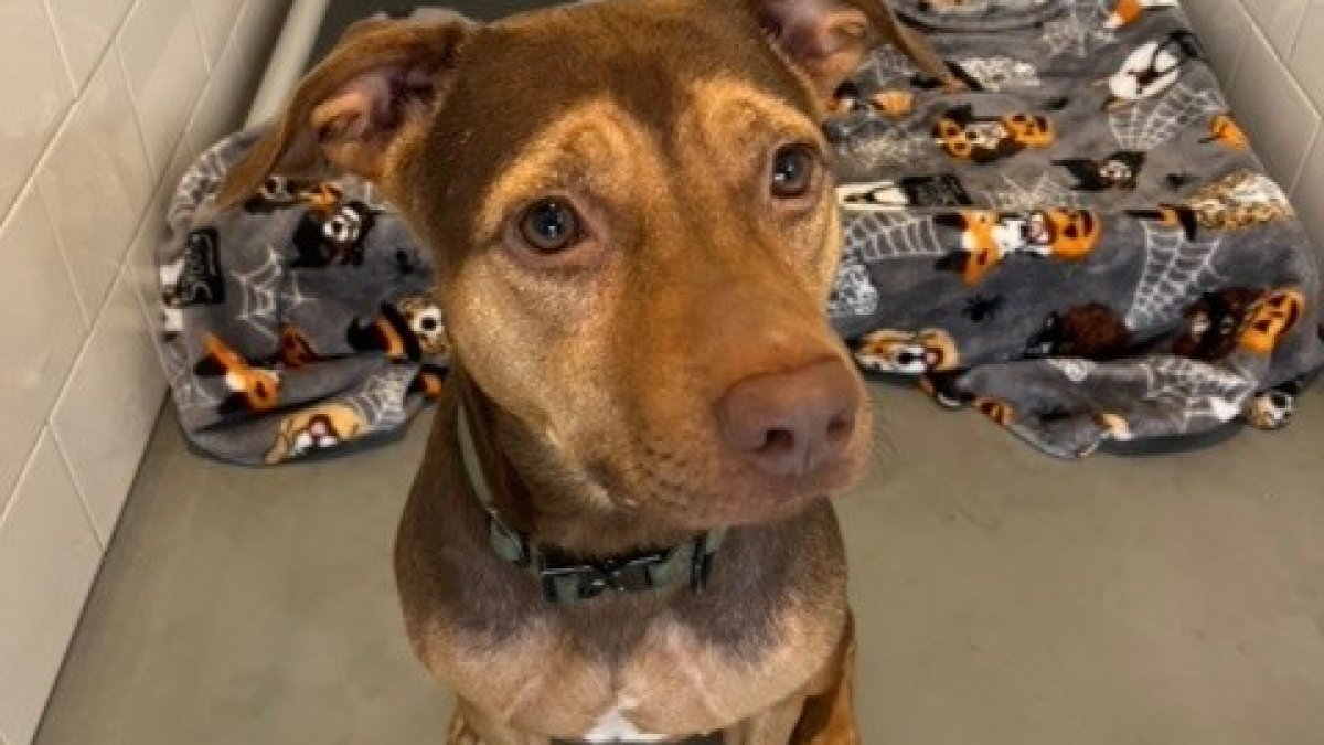 Clear the Shelters: Happy adoptions, and pets still looking for homes ...