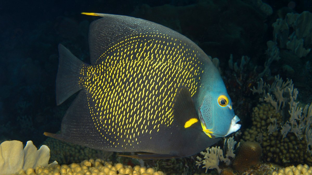 Fish with a funny float gets a CT scan at the Denver Zoo – NBC Chicago