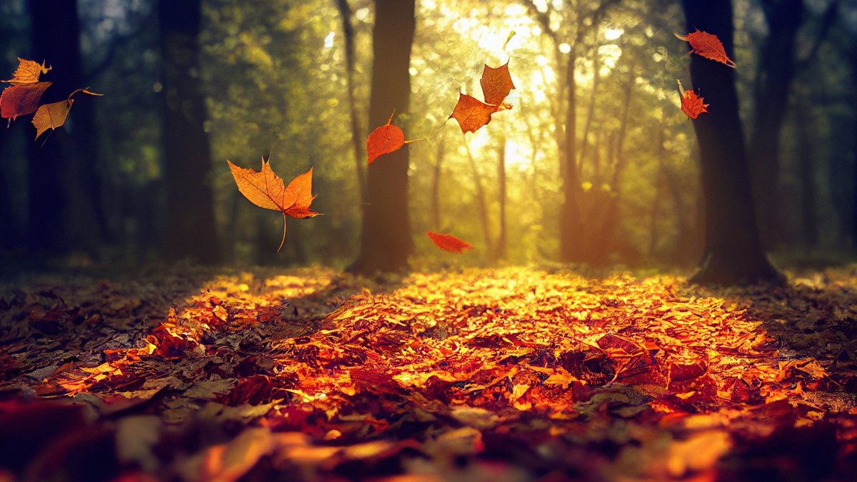 Are peak fall colors coming soon in the Chicago area? – NBC Chicago