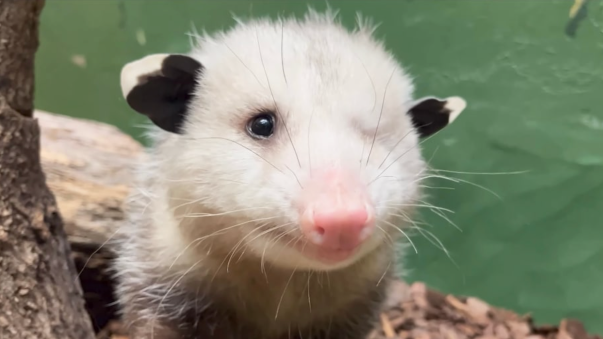 National Zoo welcomes one-eyed opossum named Basil – NBC Chicago
