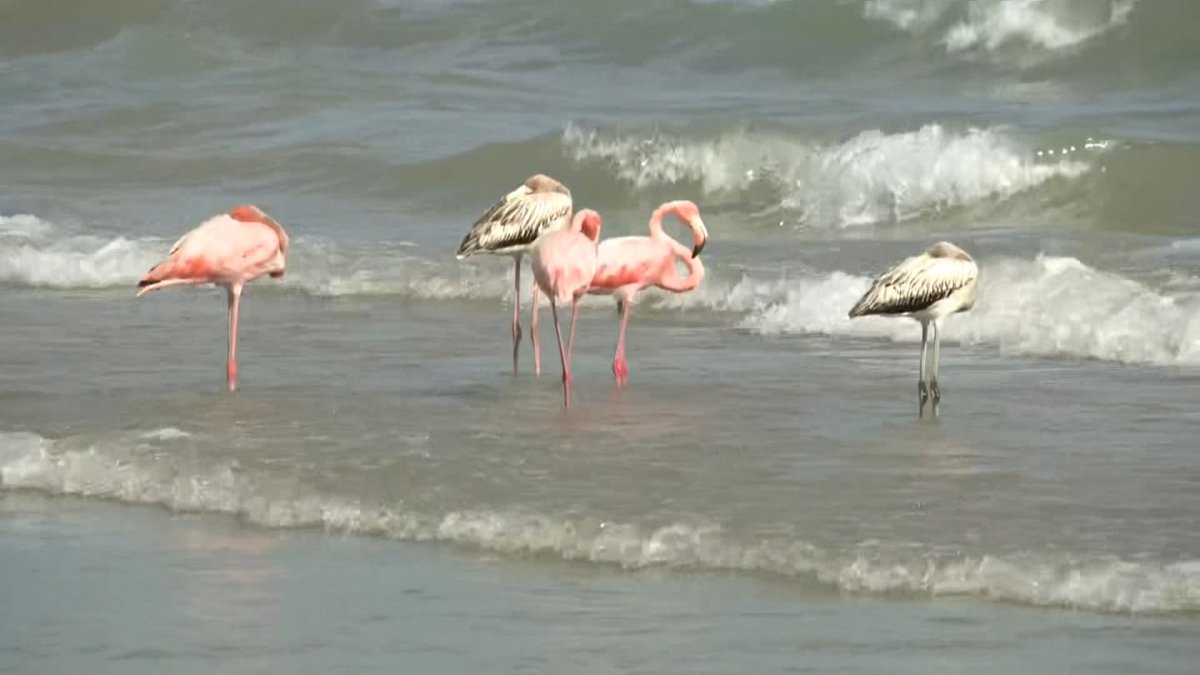 Flamingos spotted on a Wisconsin beach for the first time ever – NBC ...