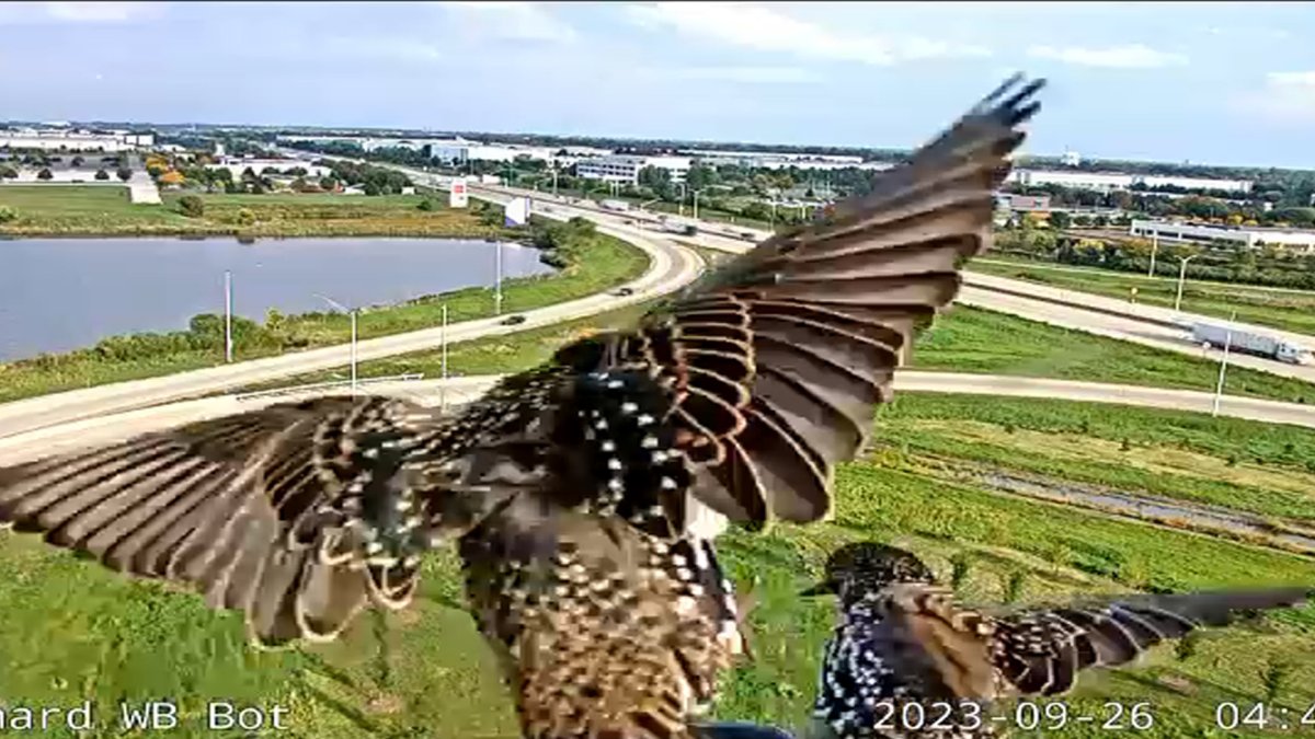 Watch: NBC Chicago anchors react to birds making a surprise appearance ...